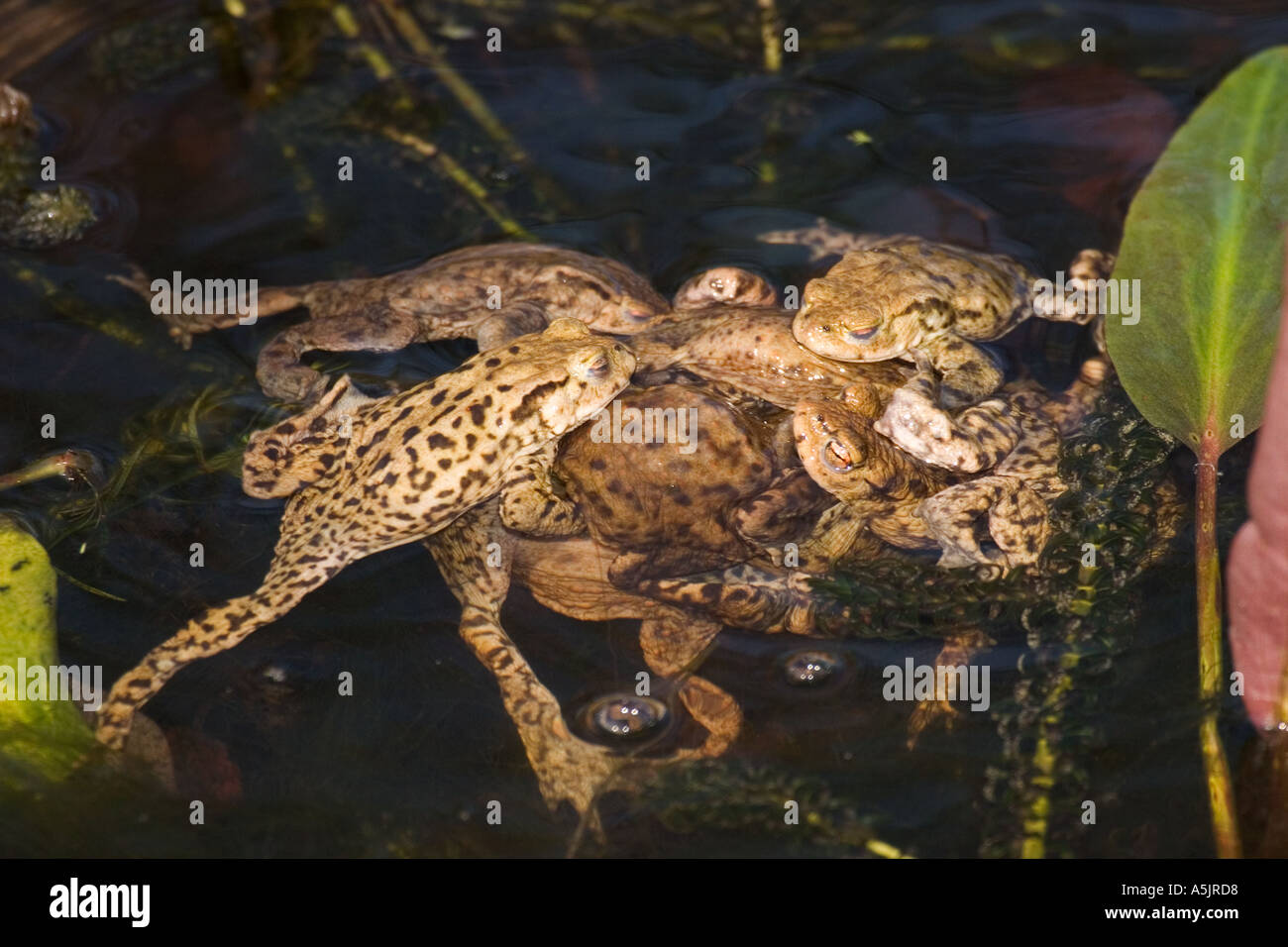 Common toads spawning Stock Photo - Alamy