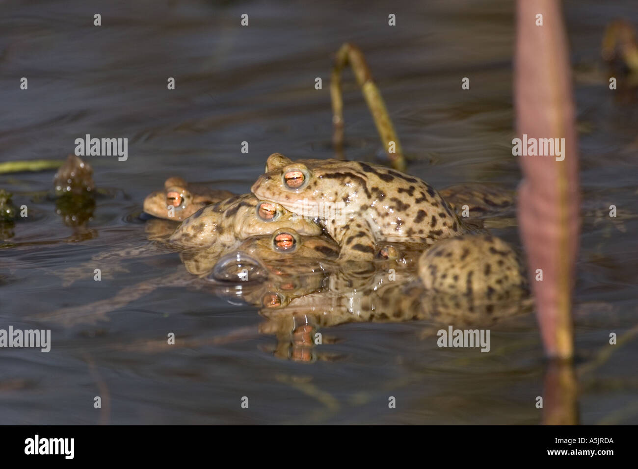 Common toads spawning Stock Photo - Alamy