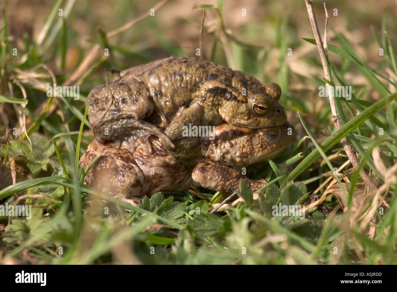 Common toads spawning Stock Photo - Alamy