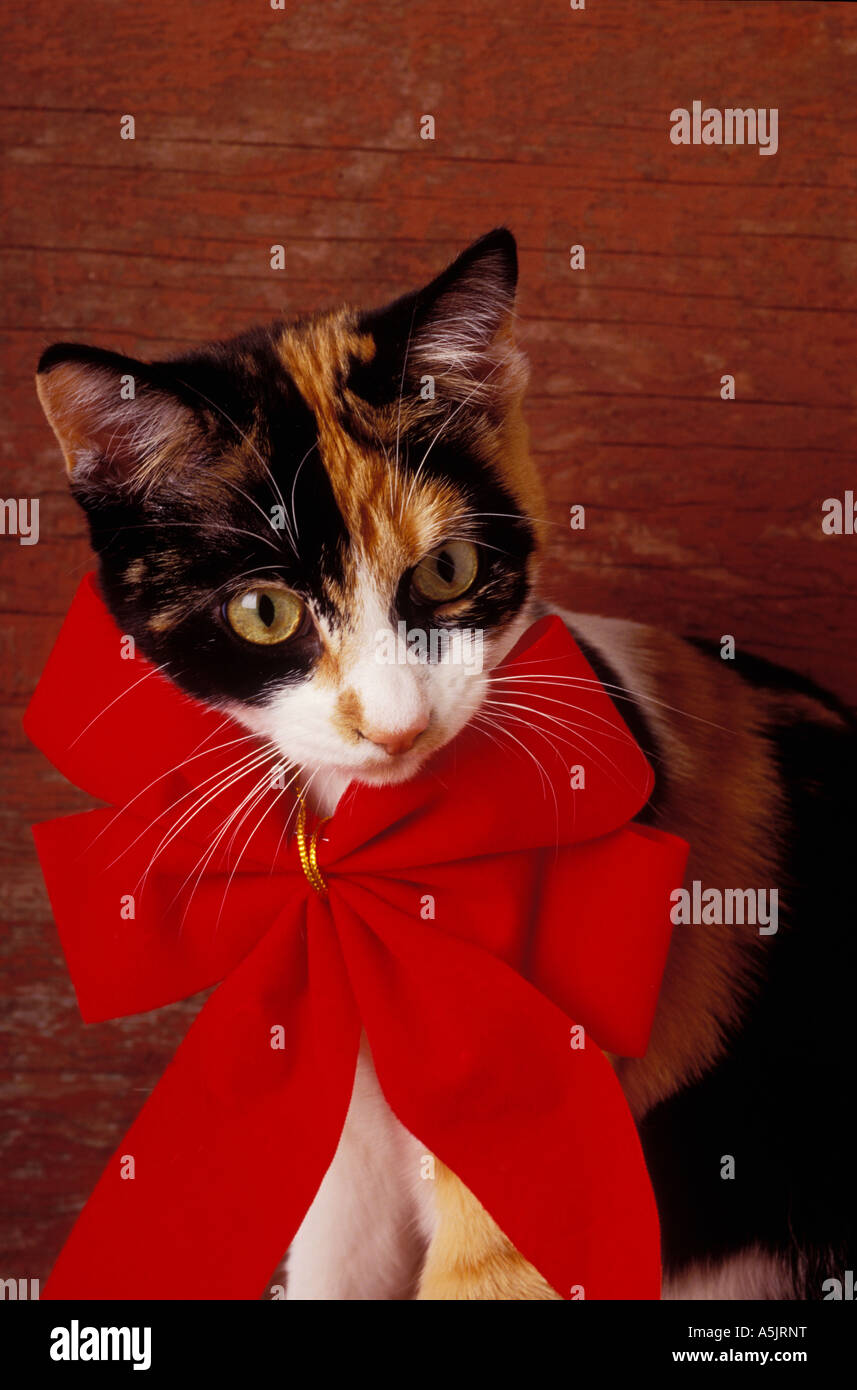 cat with red bow Stock Photo - Alamy