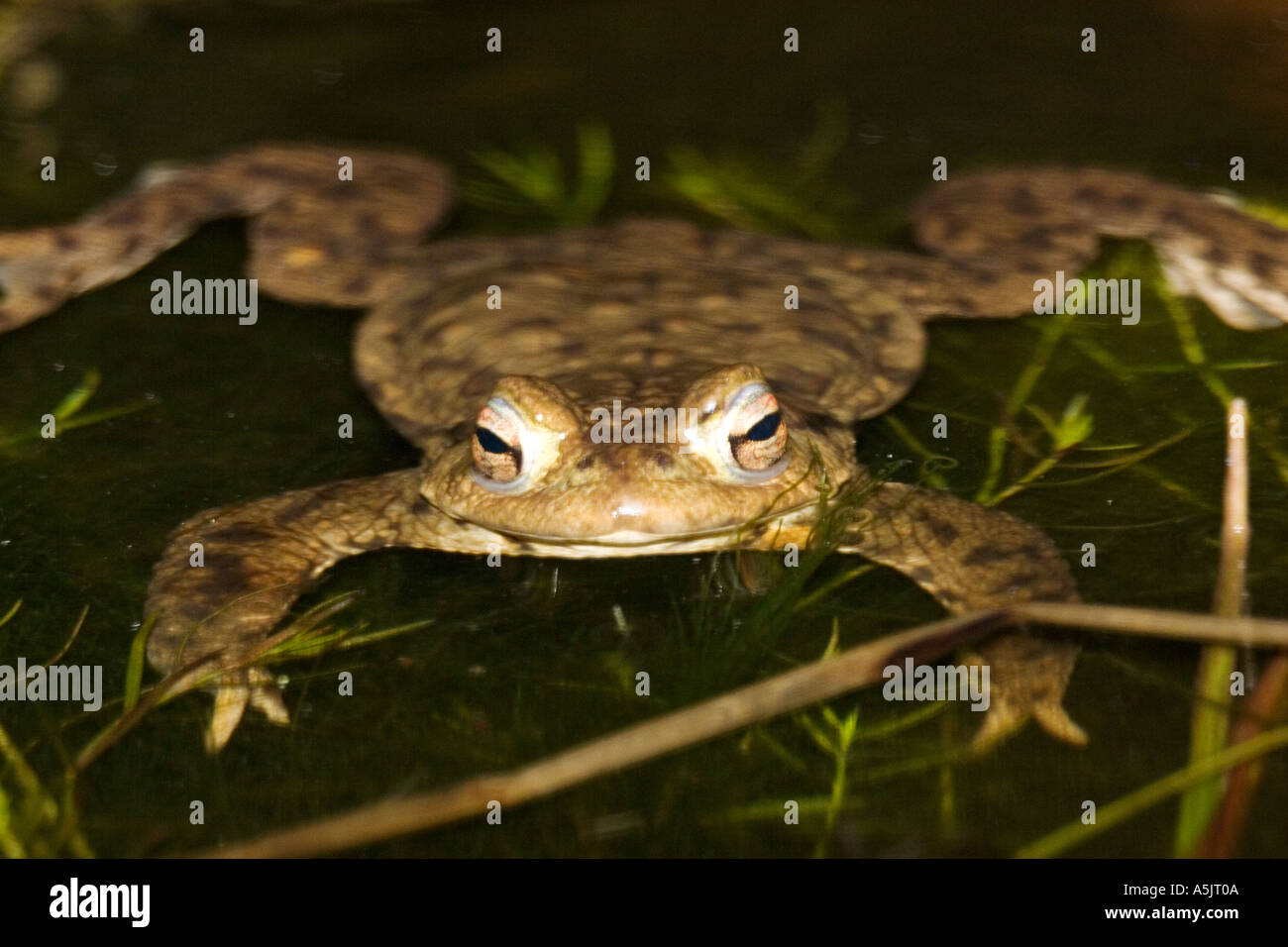 Single toad hi-res stock photography and images - Alamy