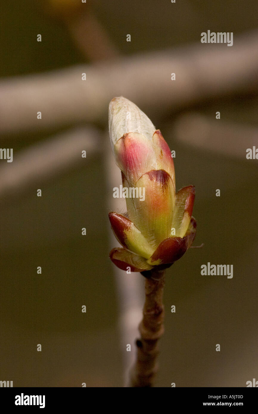 Bud burst in spiring horse chestnut Stock Photo - Alamy