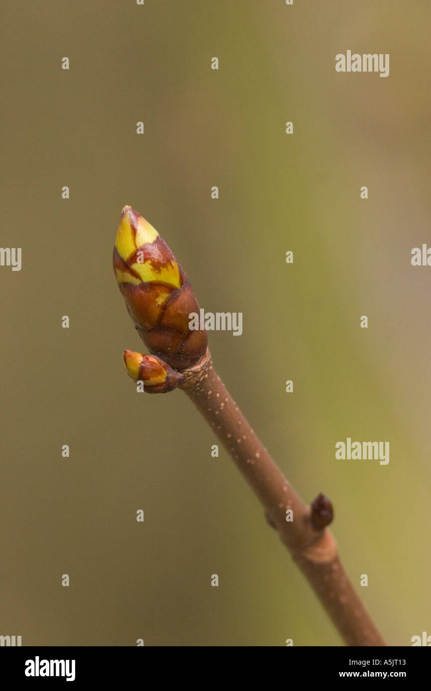 Bud burst in spiring horse chestnut Stock Photo - Alamy