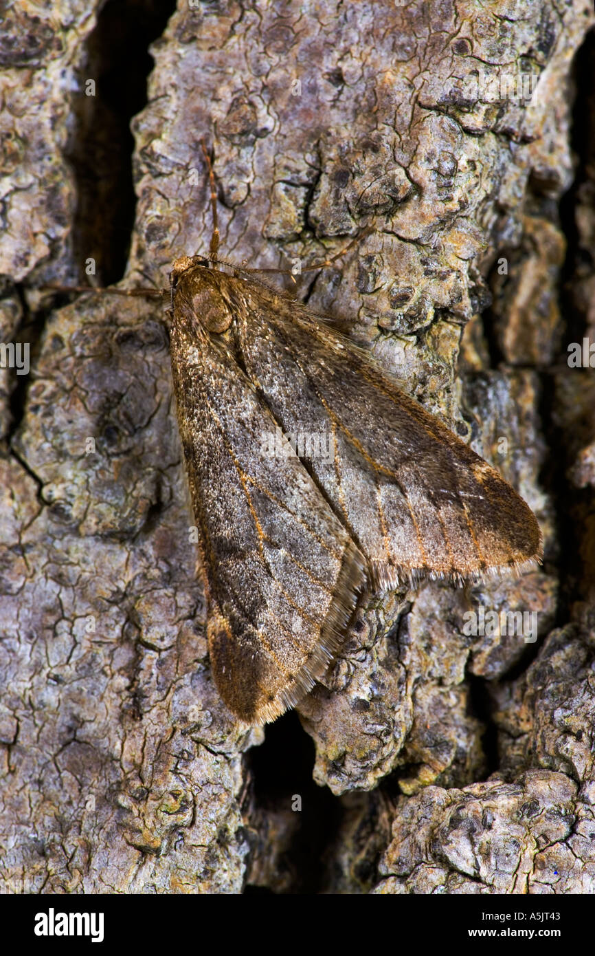 March moth hi-res stock photography and images - Alamy