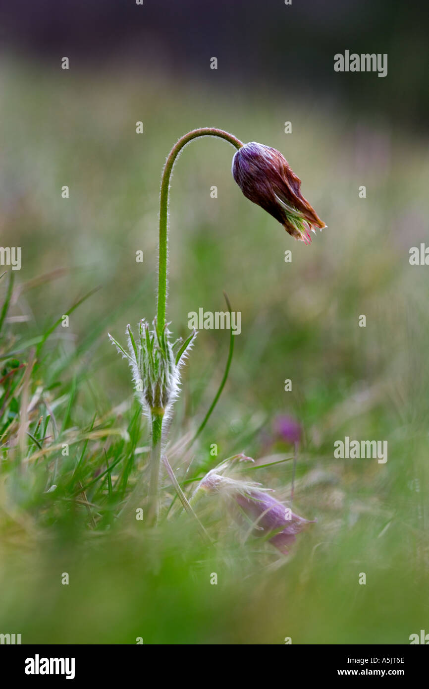 Pasque Flower pulsatilla vulgaris showing seed head formation after ...