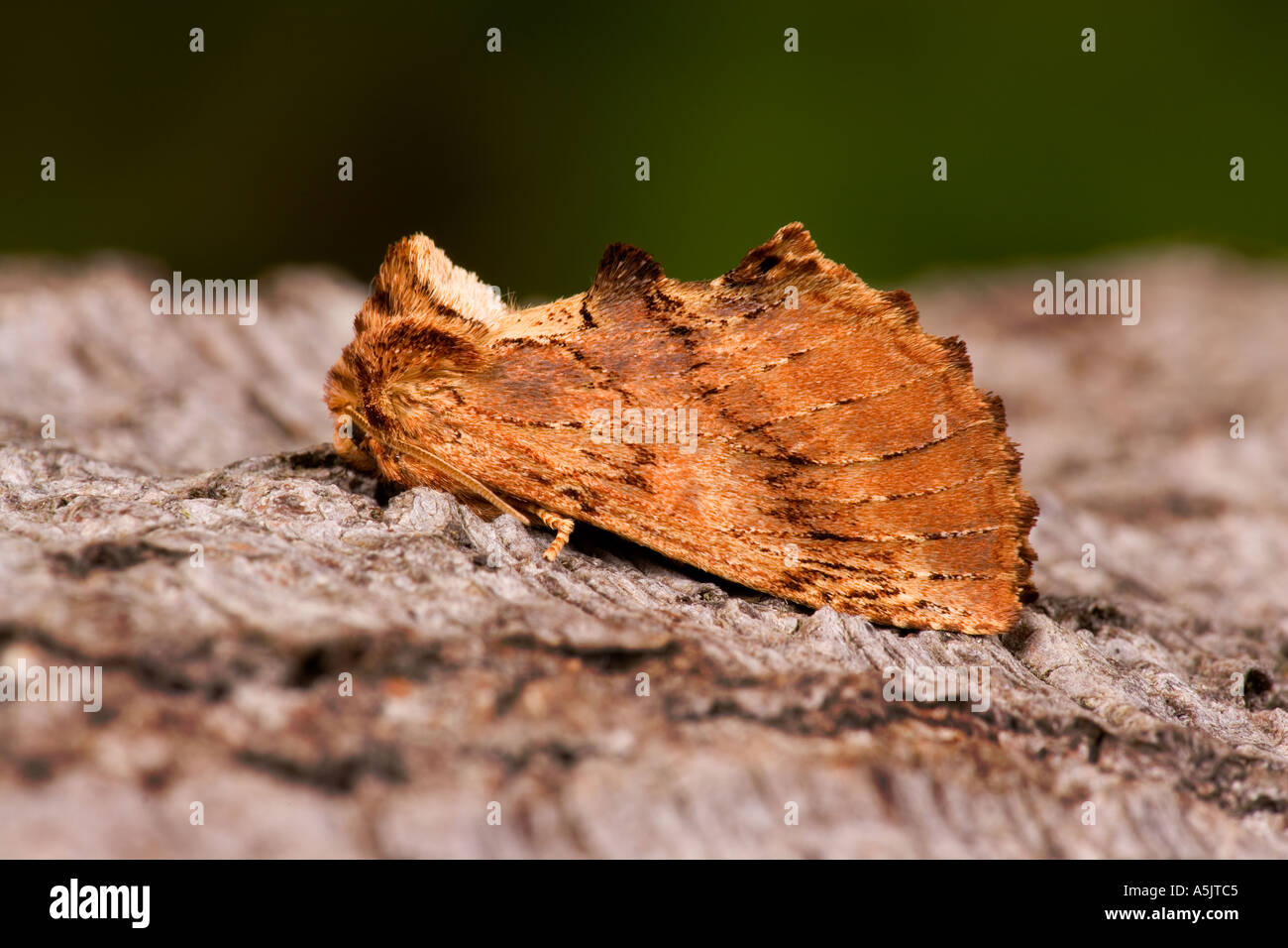 Great prominent moth hi-res stock photography and images - Alamy