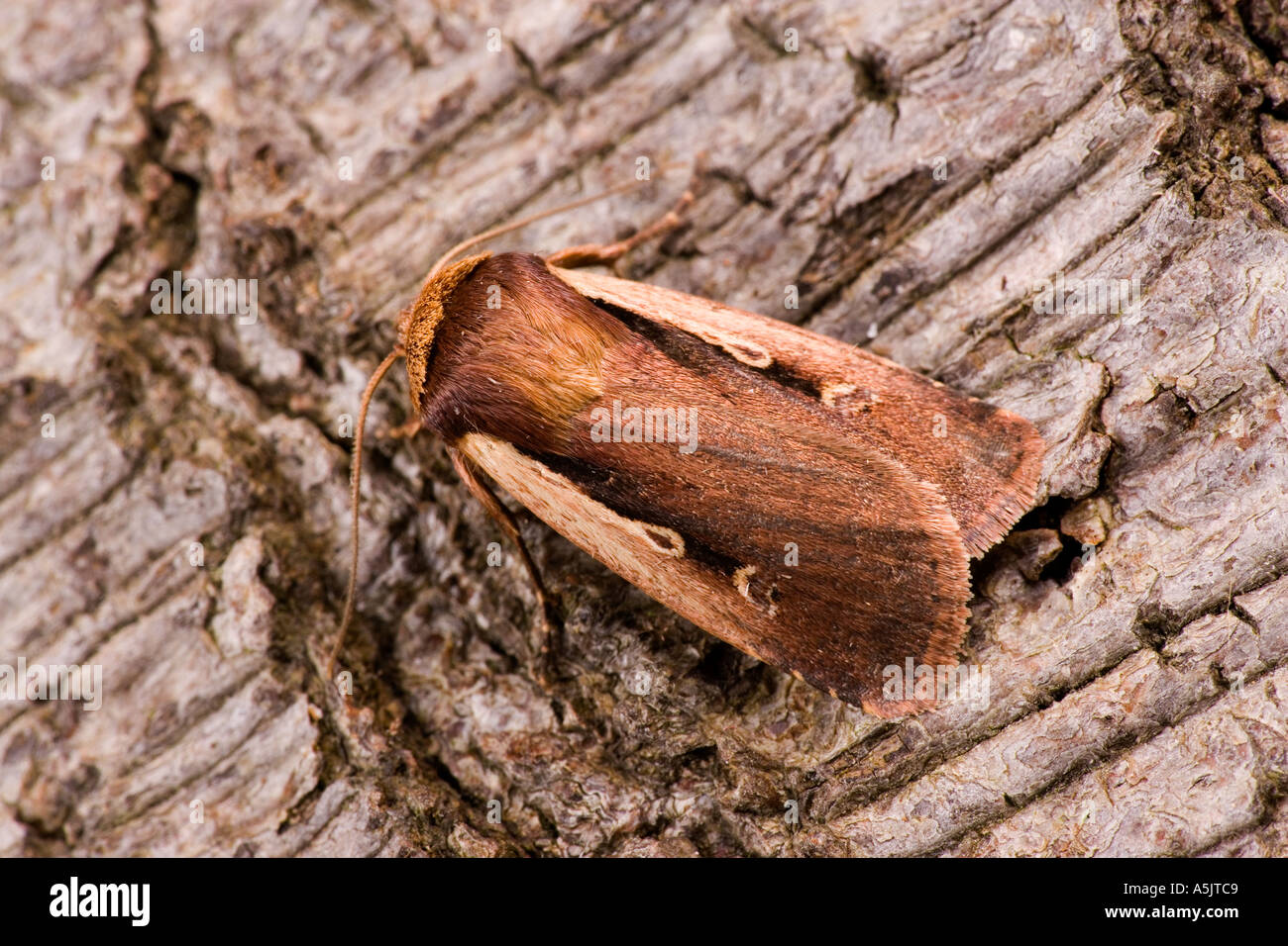 Flame shoulder moth hi-res stock photography and images - Alamy