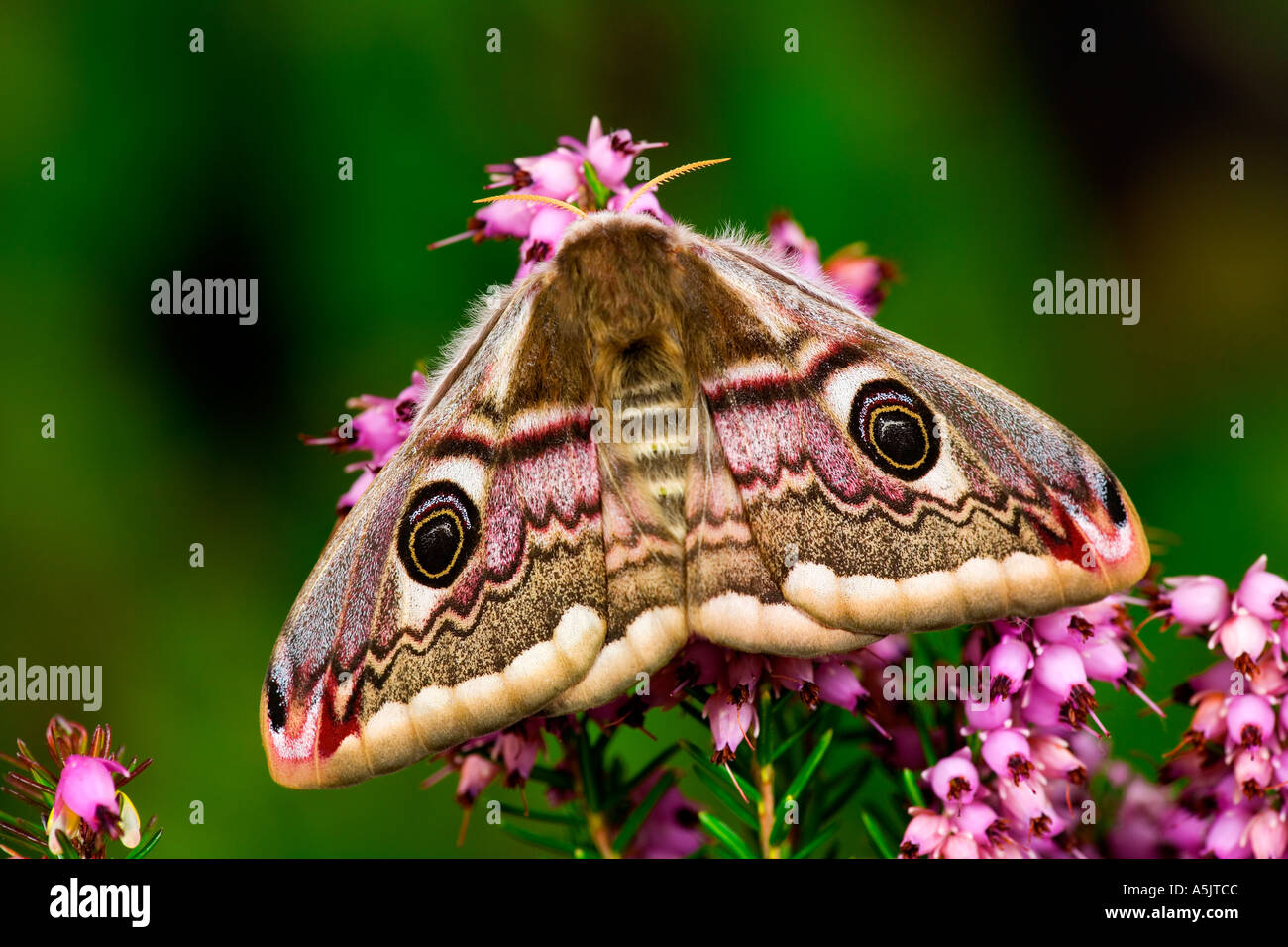 Female Emperor Moth Pavonia pavonia at rest on heather flowers with out ...