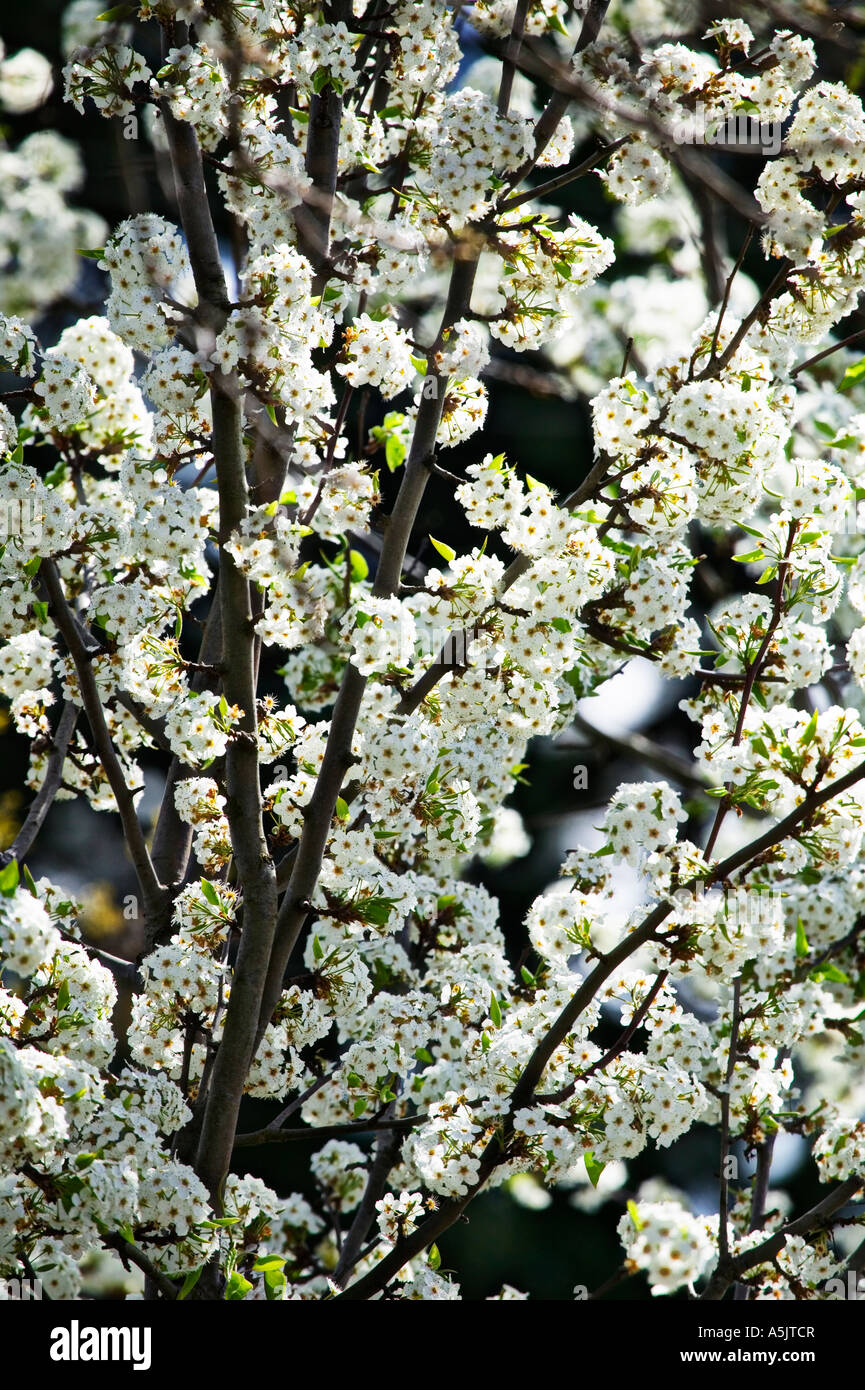 Plum tree in bloom Stock Photo - Alamy