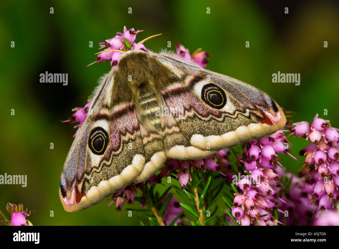 Emperor moth hi-res stock photography and images - Alamy