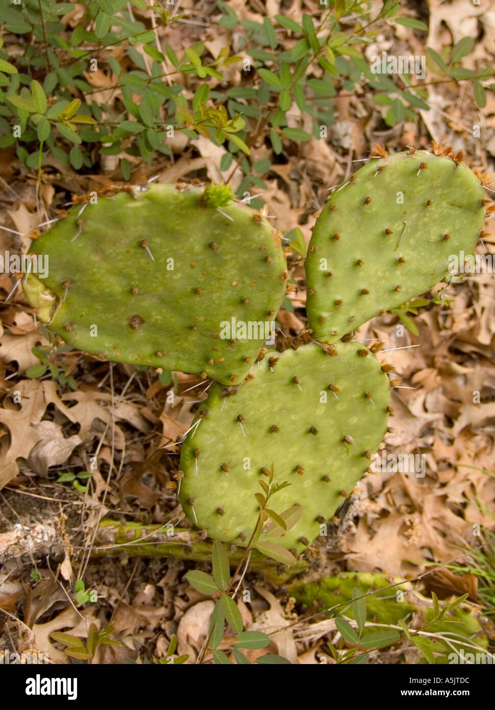 Mickey mouse plants hi-res stock photography and images - Alamy
