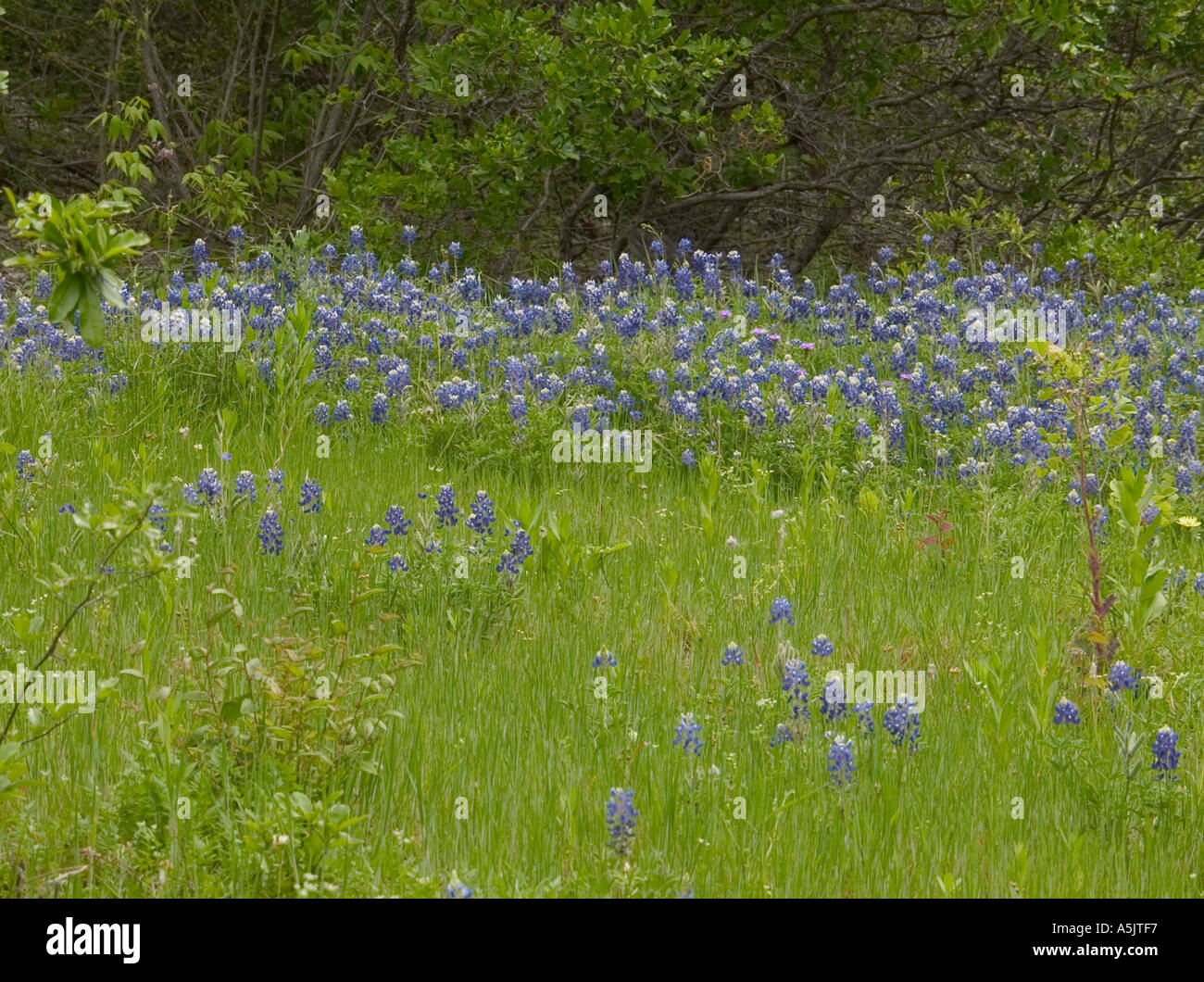 Texas native trail hi-res stock photography and images - Alamy