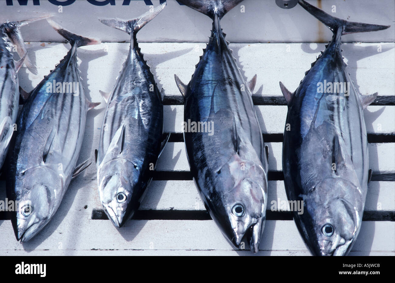 Freshly caught fish, Canary Islands Stock Photo - Alamy