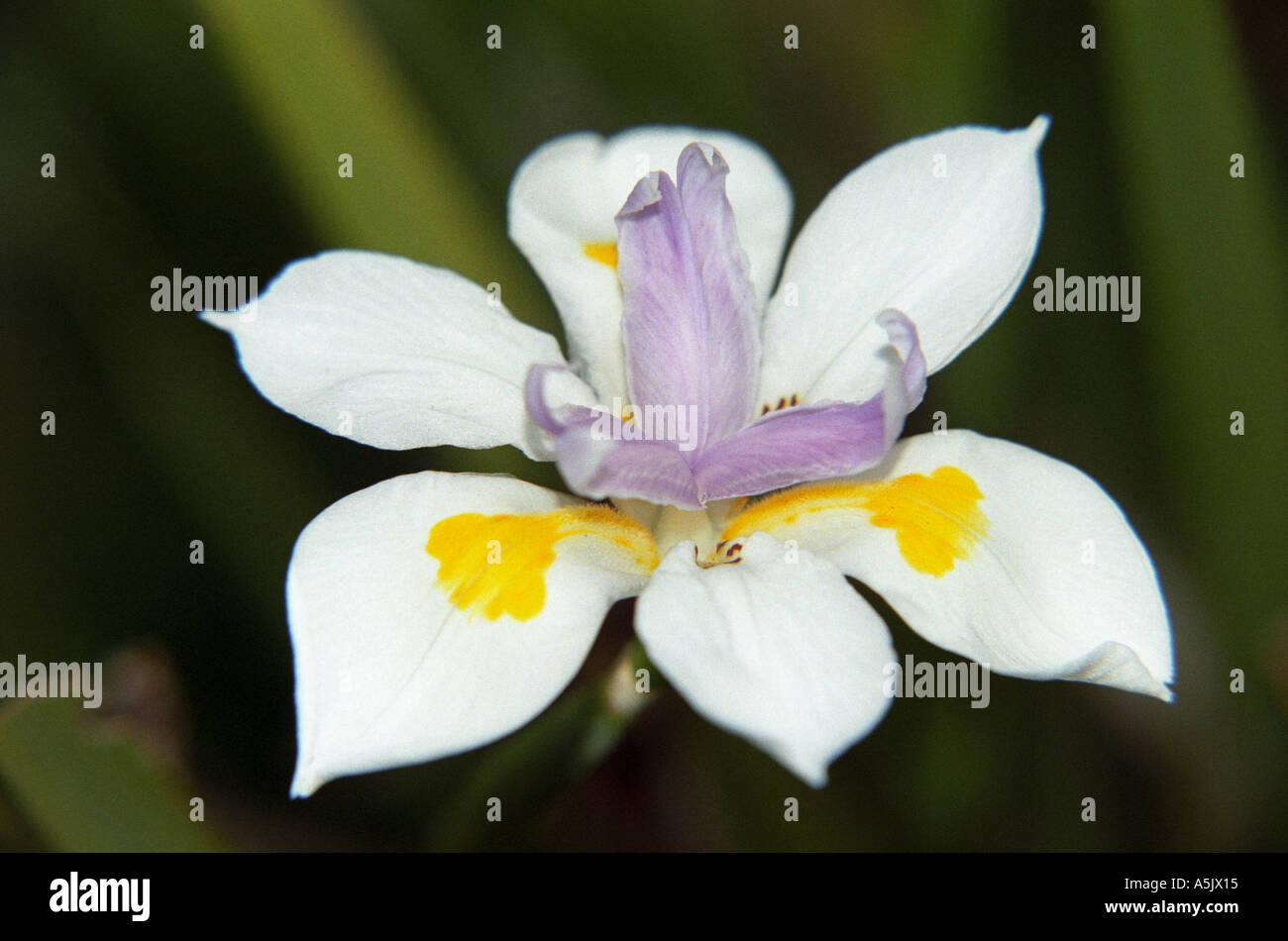 African iris species hi-res stock photography and images - Alamy