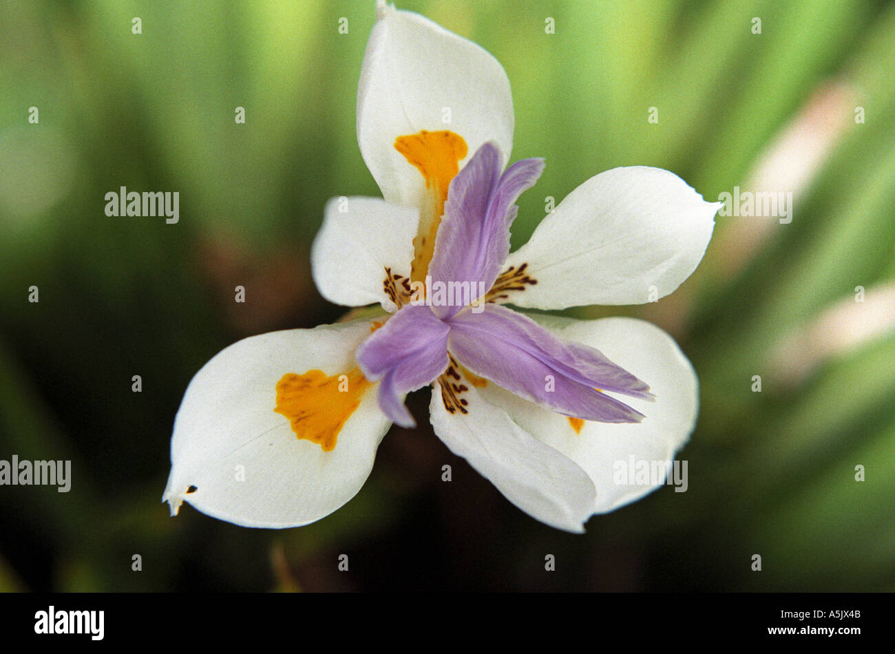African iris species hi-res stock photography and images - Alamy