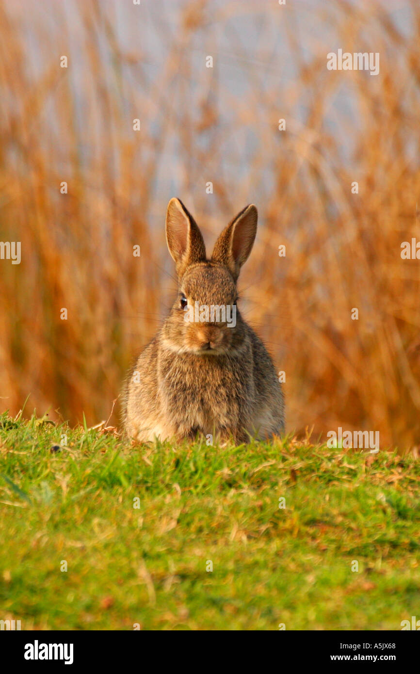 English countryside rabbit hi-res stock photography and images - Alamy