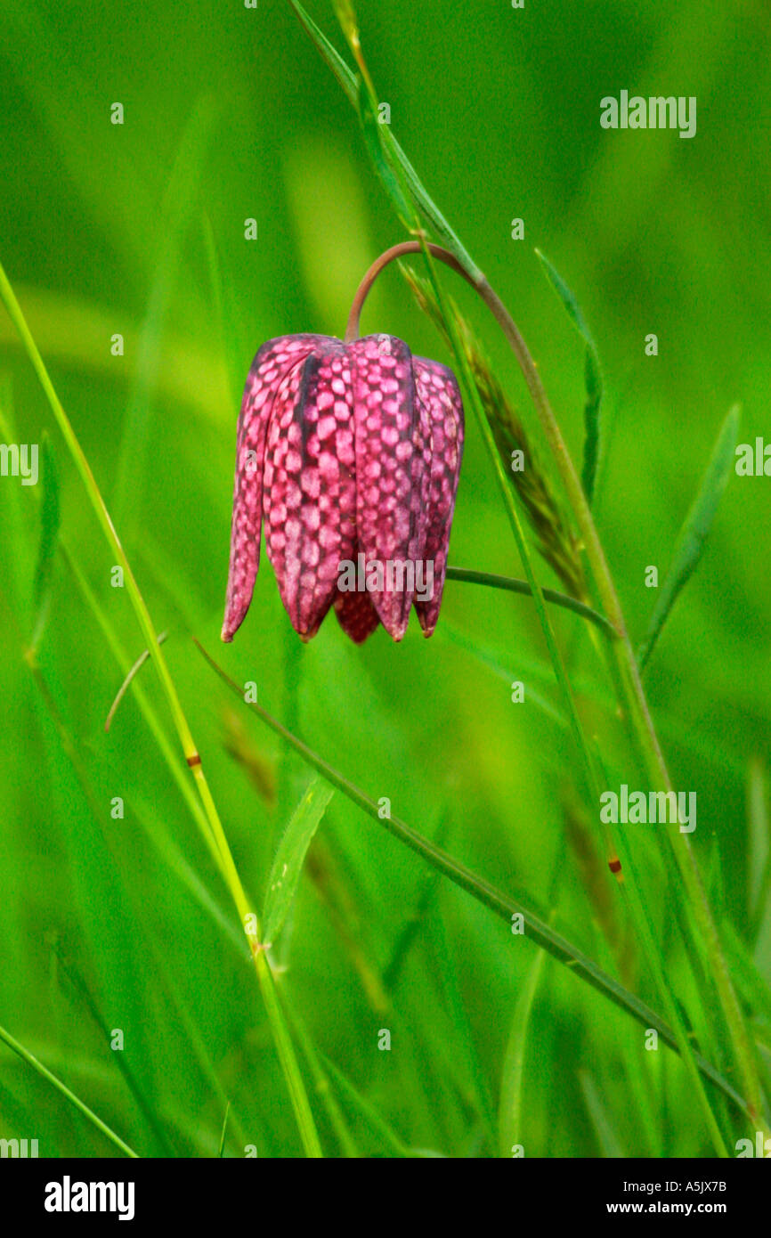 Purple snakeshead snakeshead fritillary in English meadow England UK ...