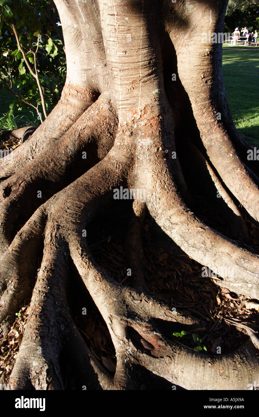 TWISTED TREE ROOTS Stock Photo - Alamy