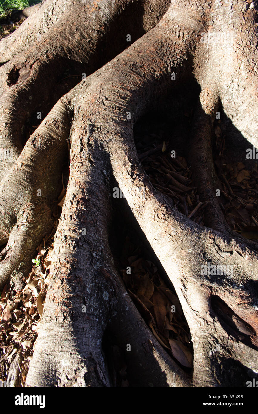 TWISTED TREE ROOTS Stock Photo - Alamy