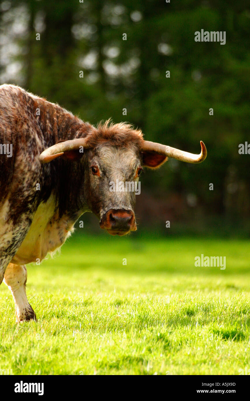English Longhorn Cow High Resolution Stock Photography and Images - Alamy