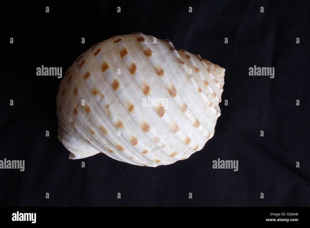 Specinem hi-res stock photography and images - Alamy