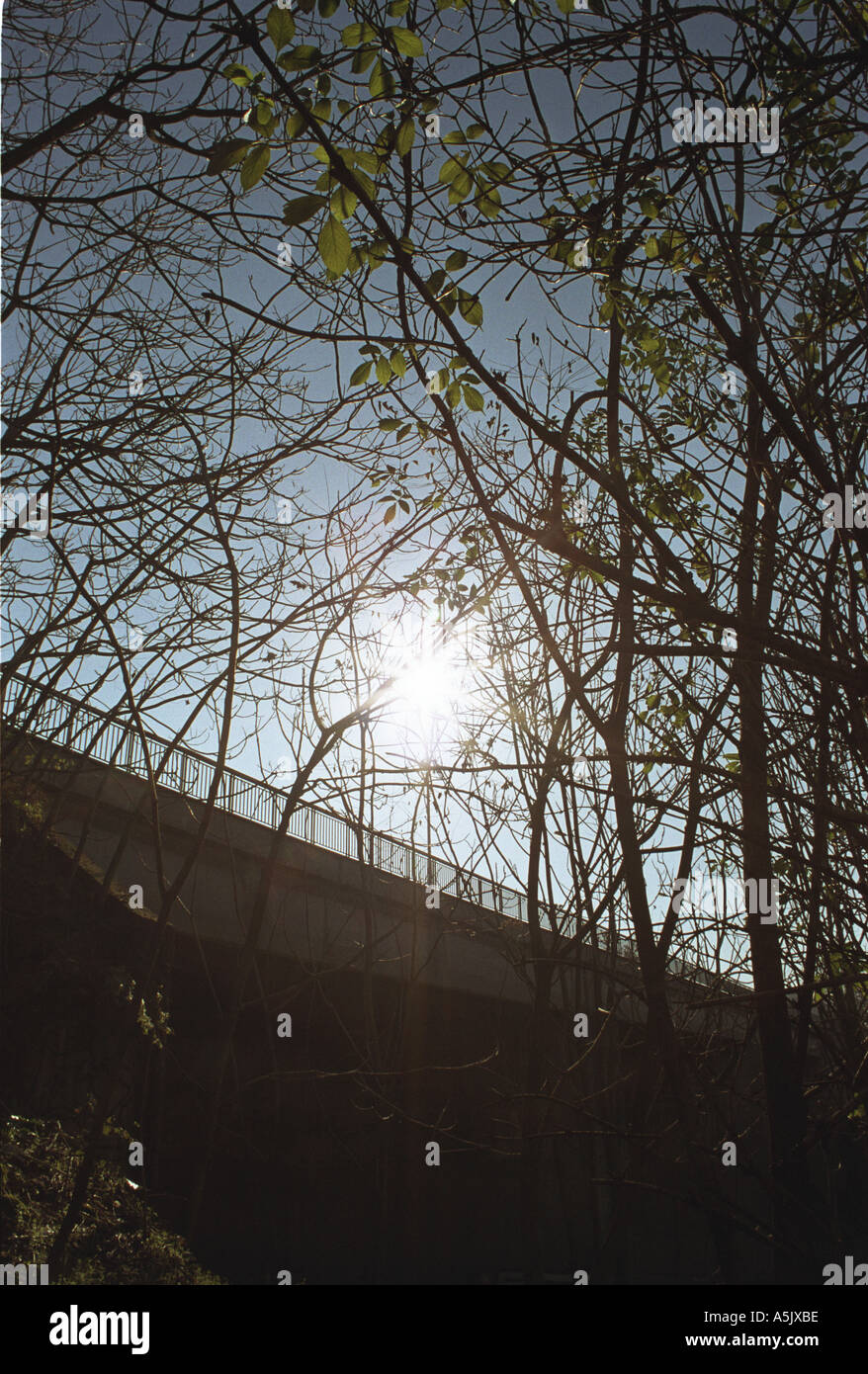 sun breaking through trees above flyover Stock Photo - Alamy