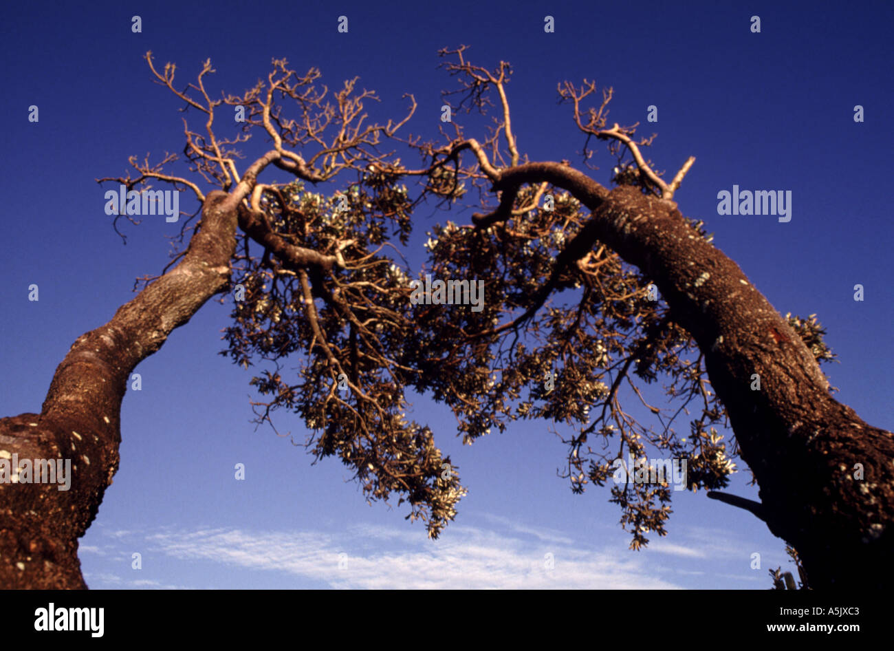 TWO TREES ARCHED AND TOUCHING Stock Photo - Alamy