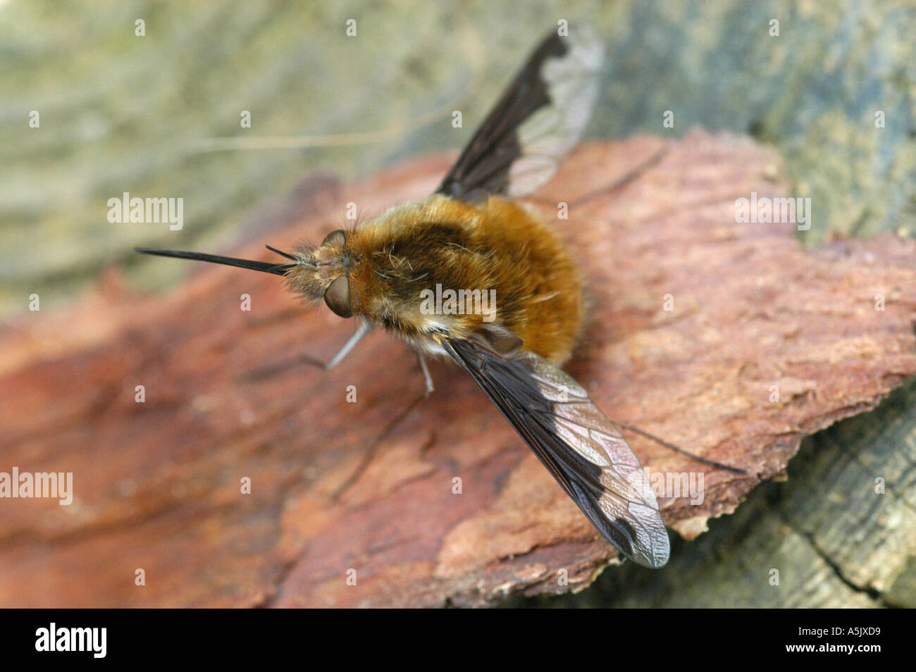 Dark Edged Bee Fly Stock Photo - Alamy