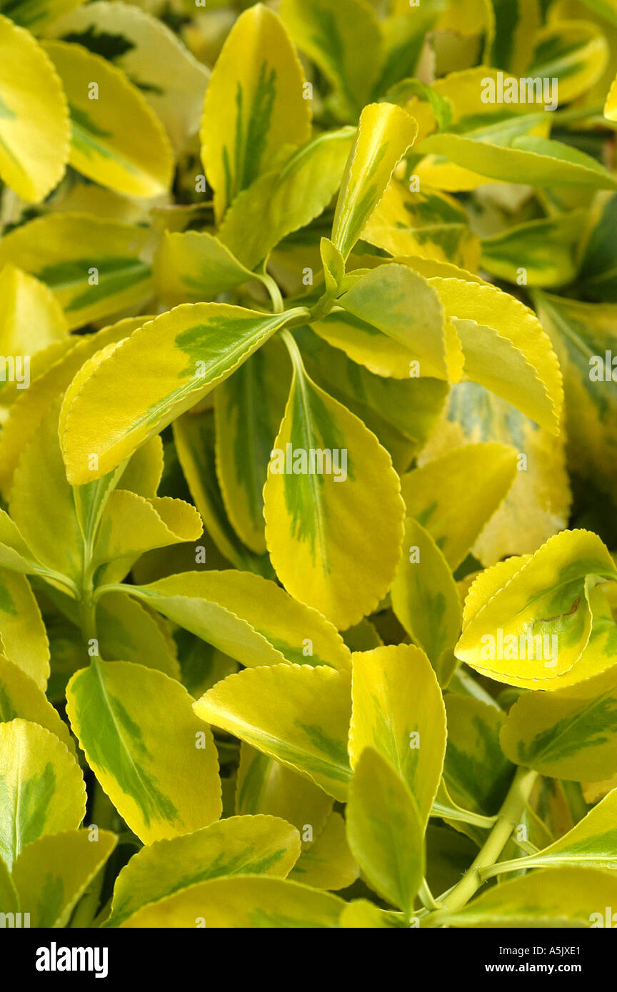 Variegated euonymus hi-res stock photography and images - Alamy
