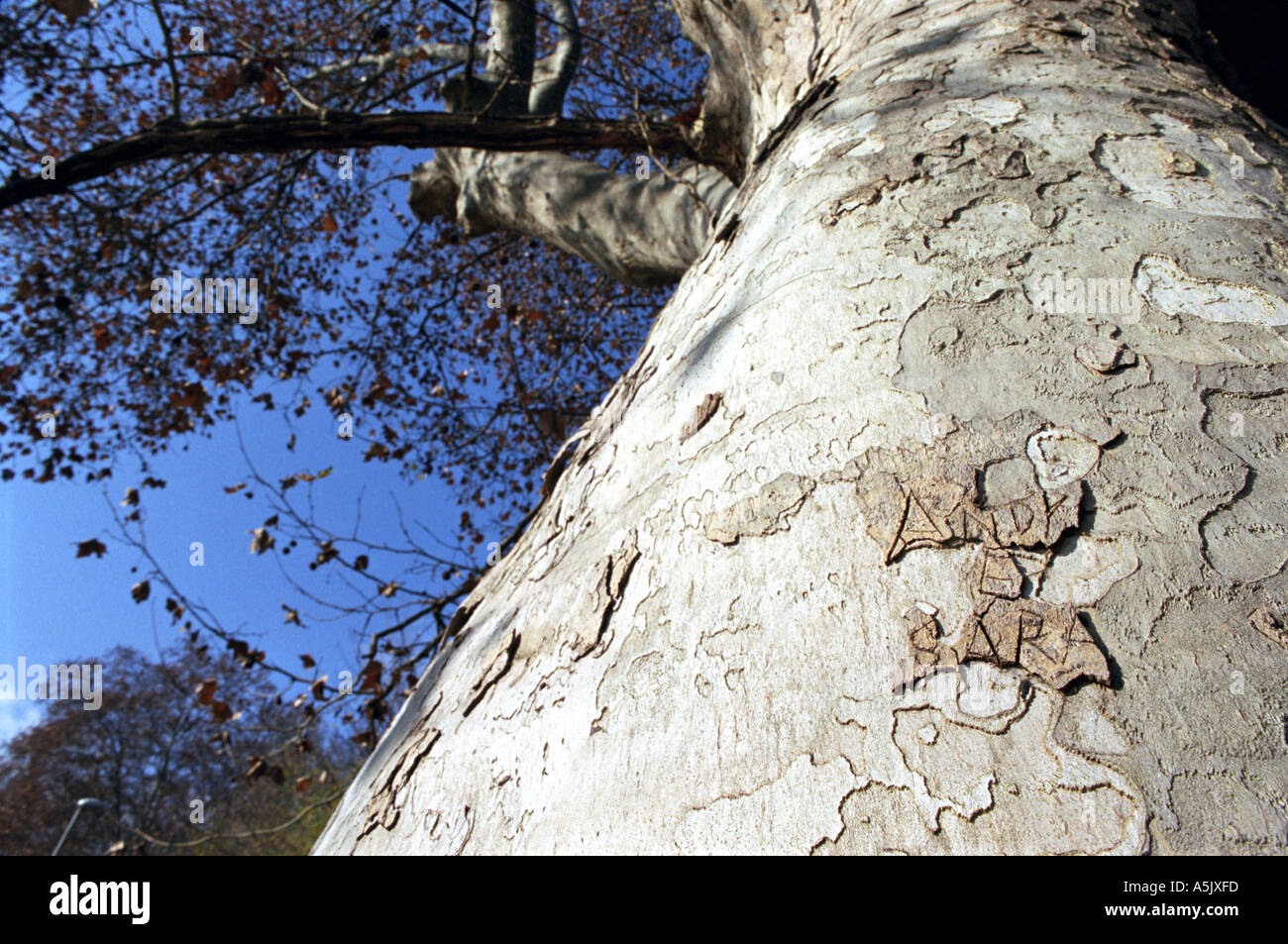 Carved names on tree trunk hi-res stock photography and images - Alamy