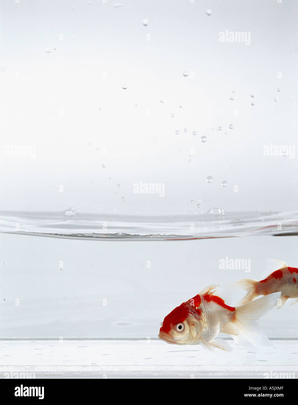 Globe fish bowl hi-res stock photography and images - Alamy