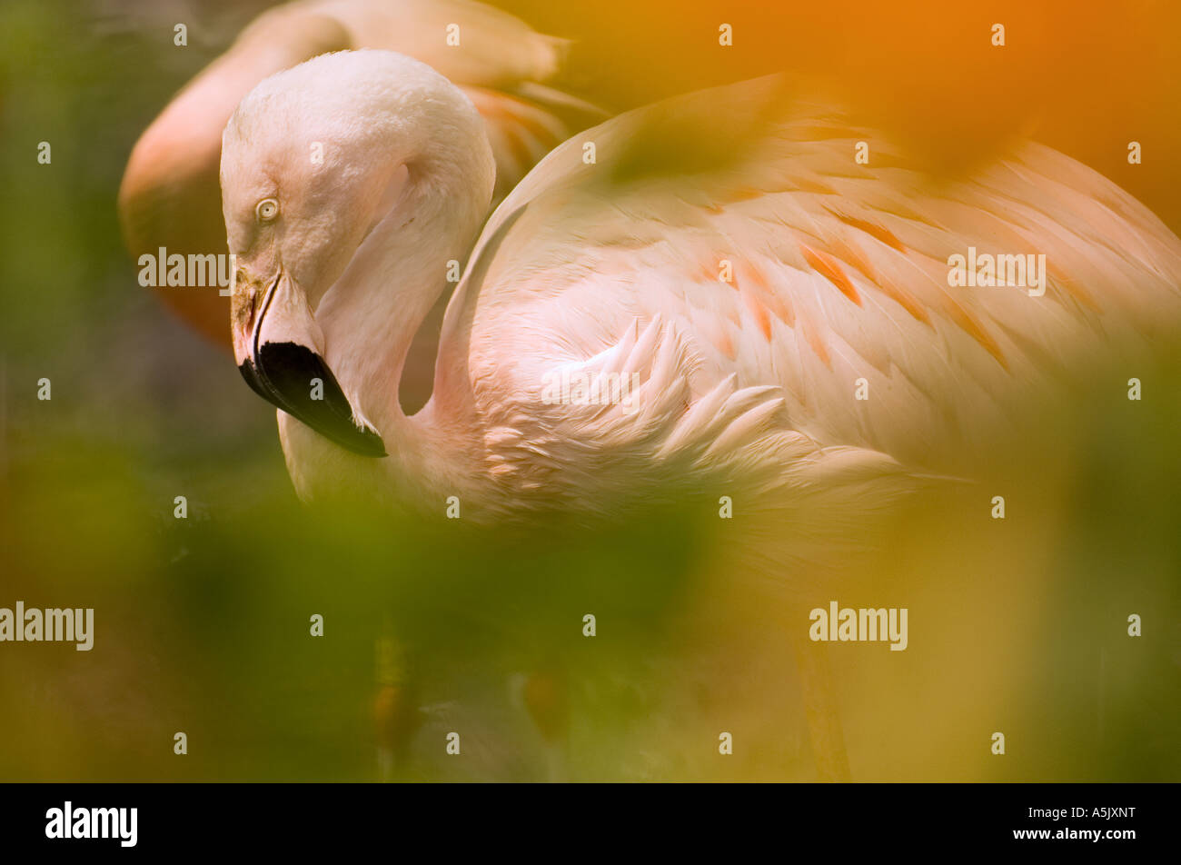Pink Flamingo at Lincoln Park Zoo in Chicago Illinois Stock Photo - Alamy