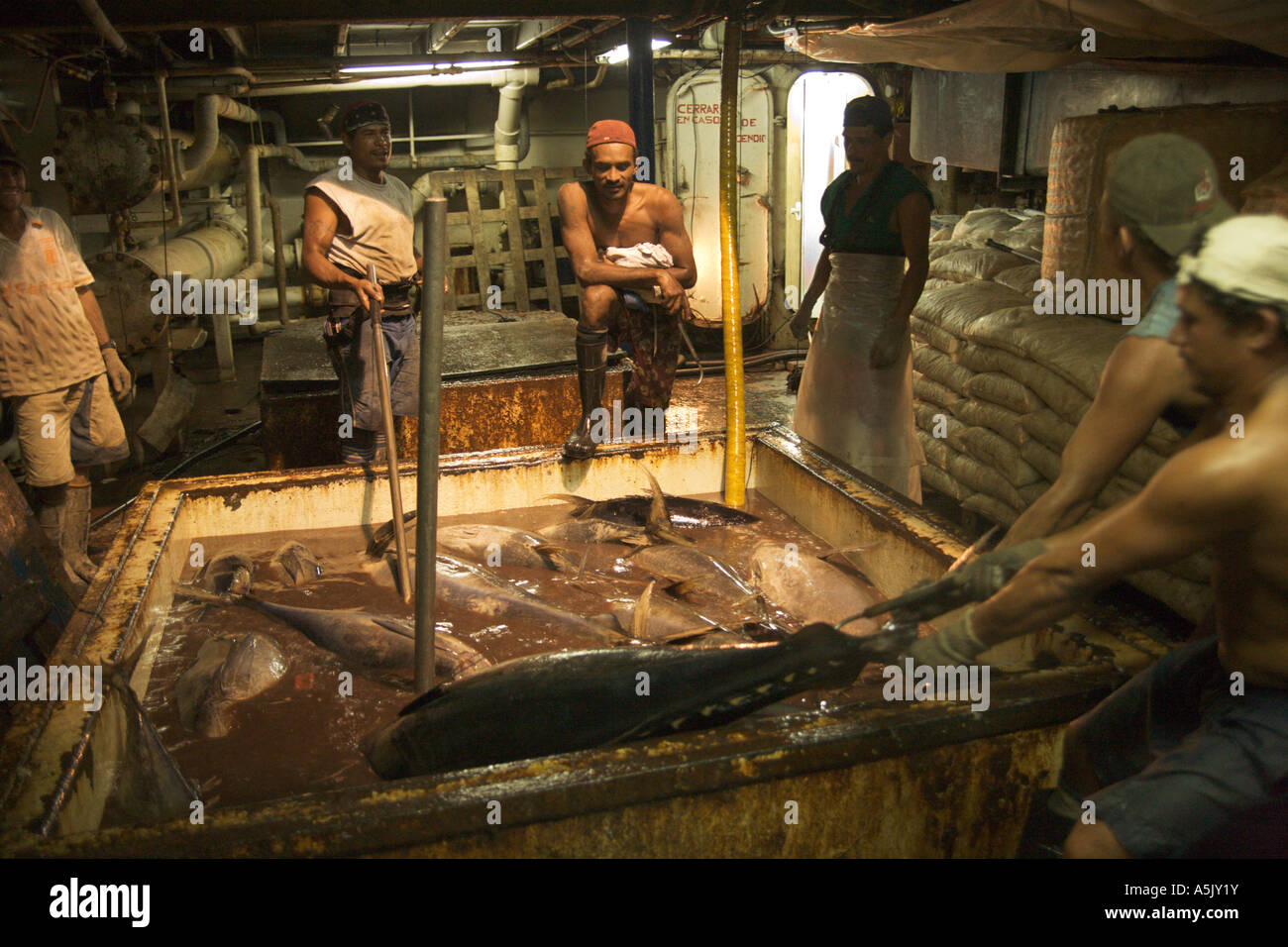 Sorting yellow fin tuna in the holding tanks of trawler ready for ...