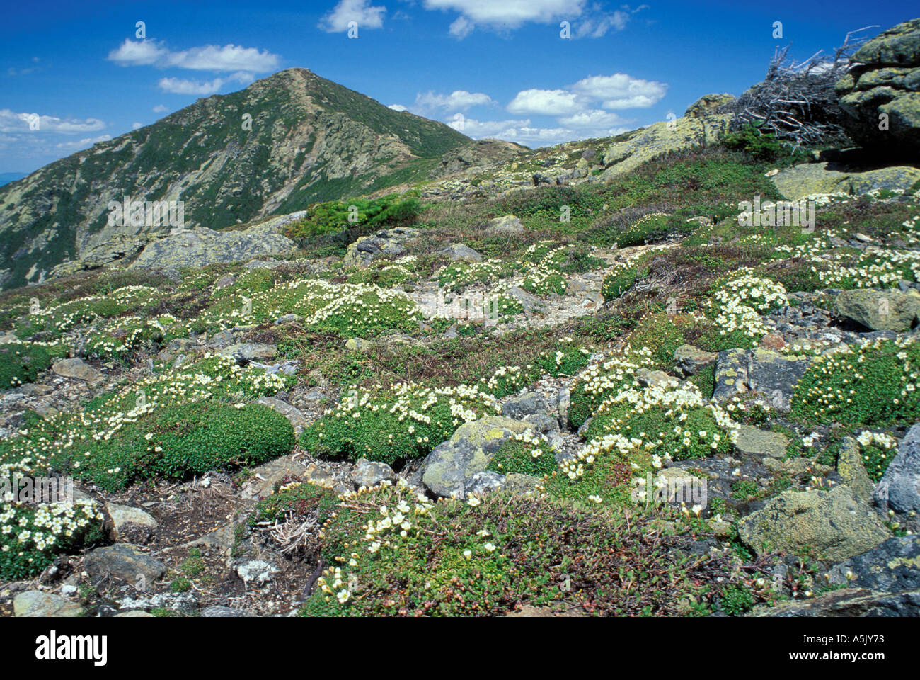Alpine vegetation on side of mountain Stock Photo - Alamy