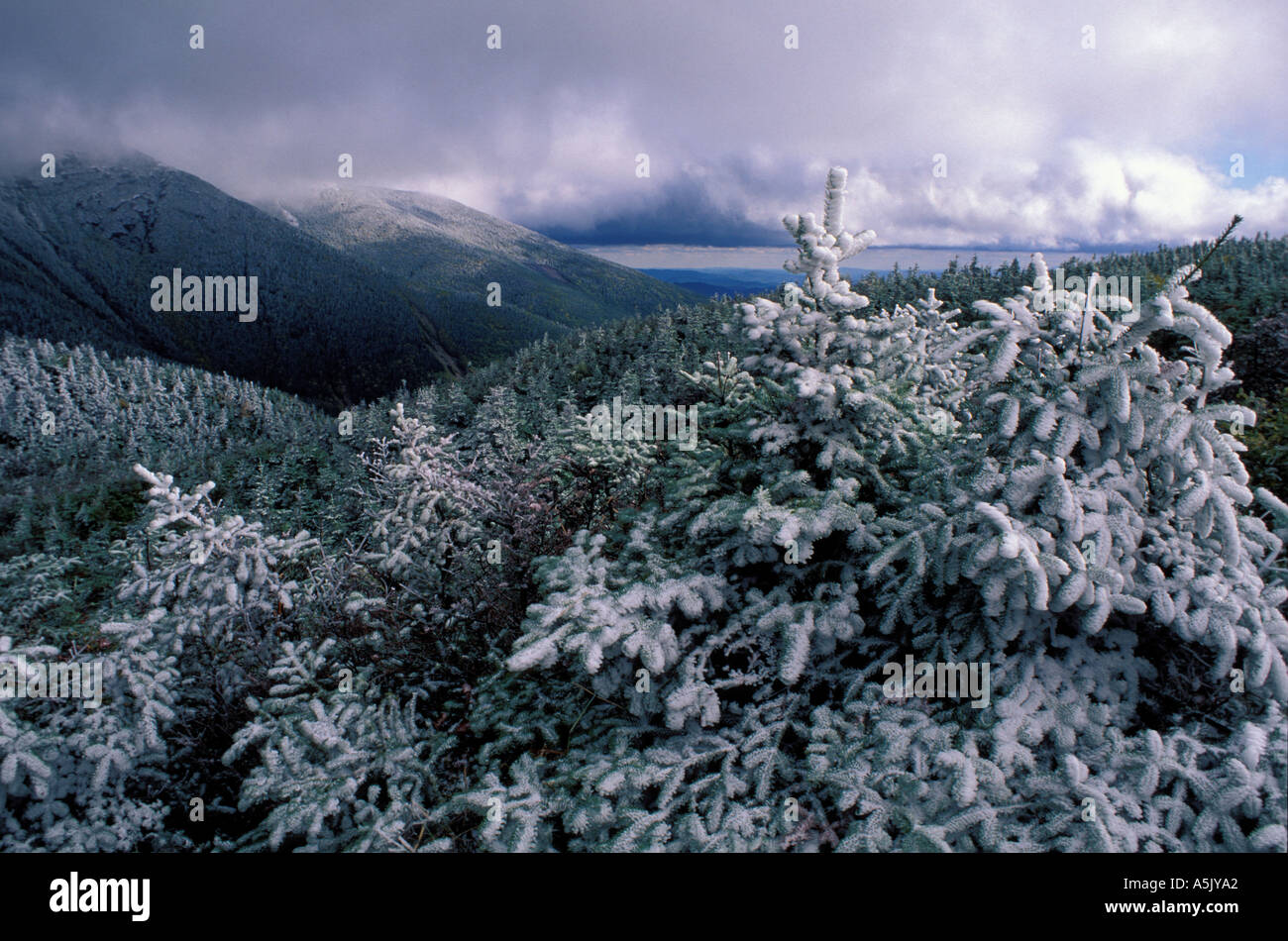 Boreal f hi-res stock photography and images - Alamy