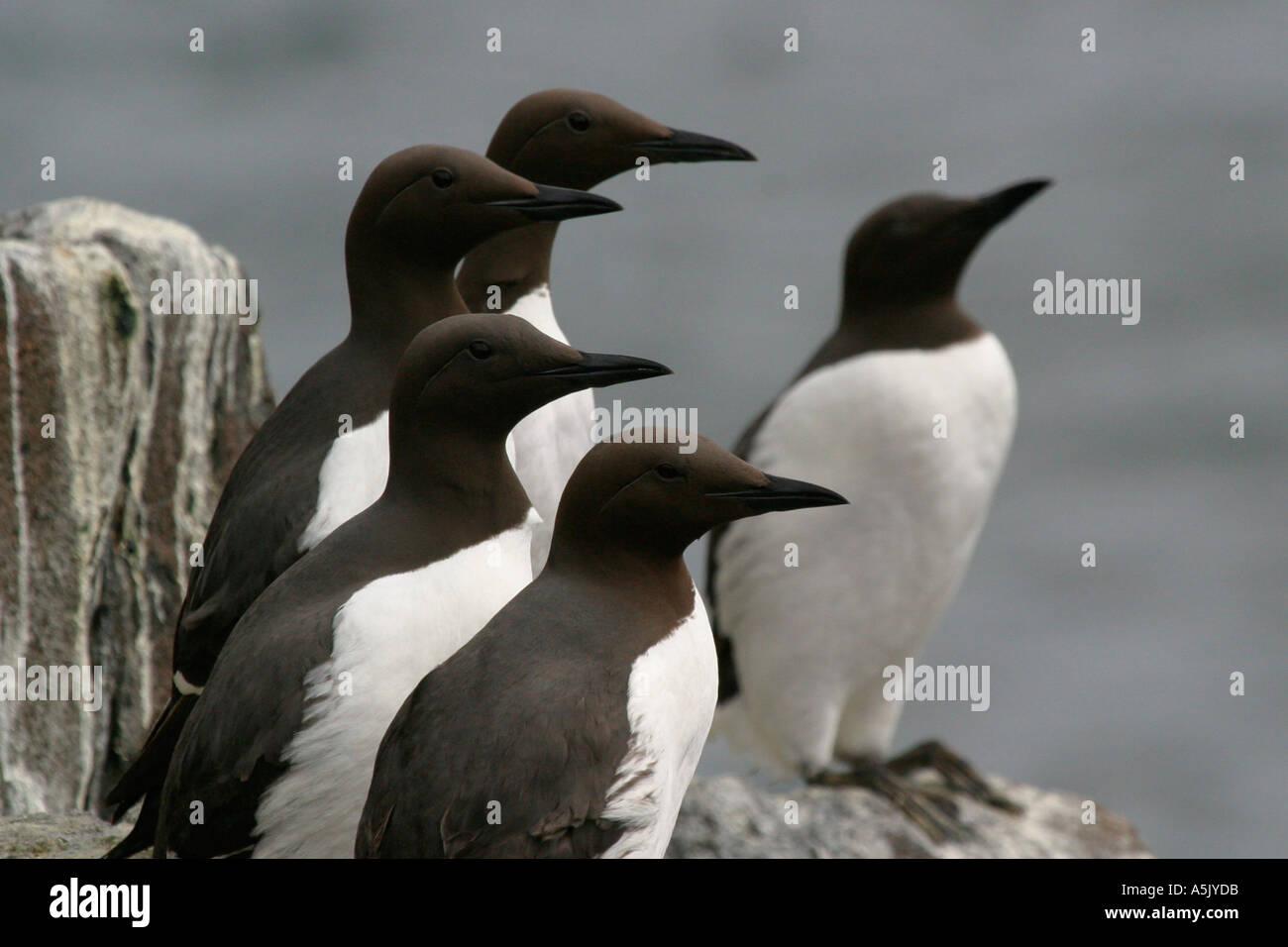 Group of Guillemots on rocks Isle of May Scotland Stock Photo - Alamy