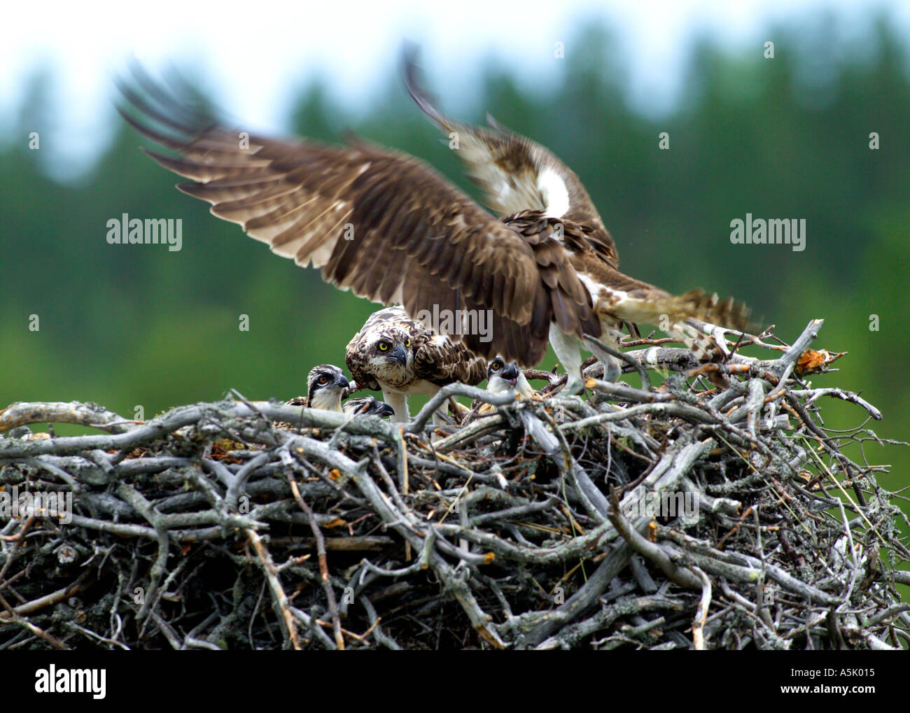 Female osprey chicks scotland hi-res stock photography and images - Alamy