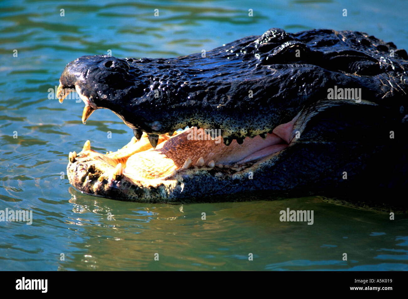 American alligator mouth open hi-res stock photography and images - Alamy