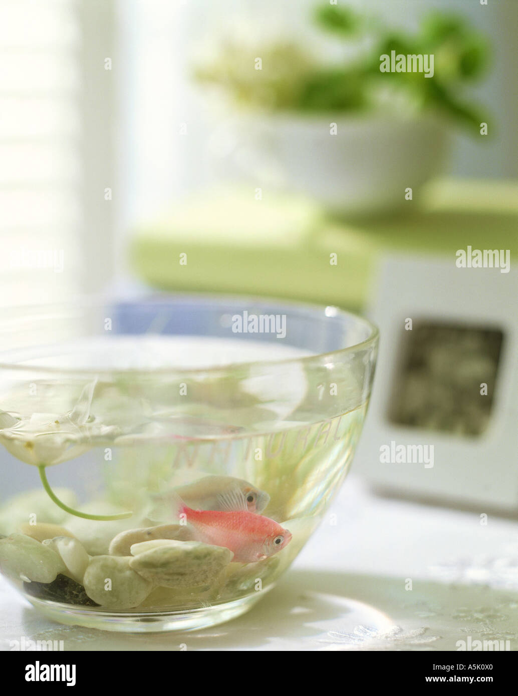 Globe fish bowl hi-res stock photography and images - Alamy