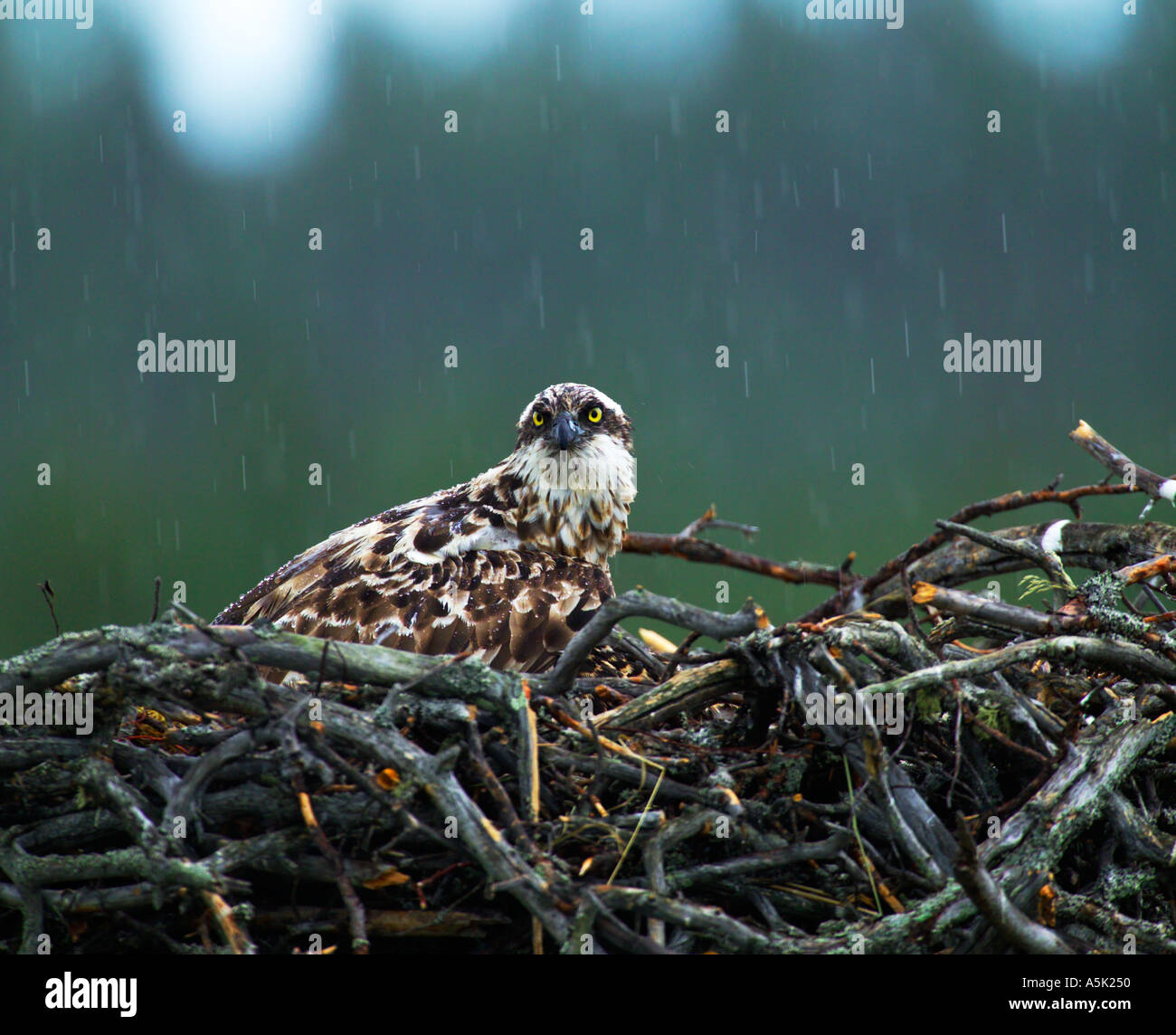 Osprey Pandion haliaeetus adult brooding young on nest in pouring rain ...