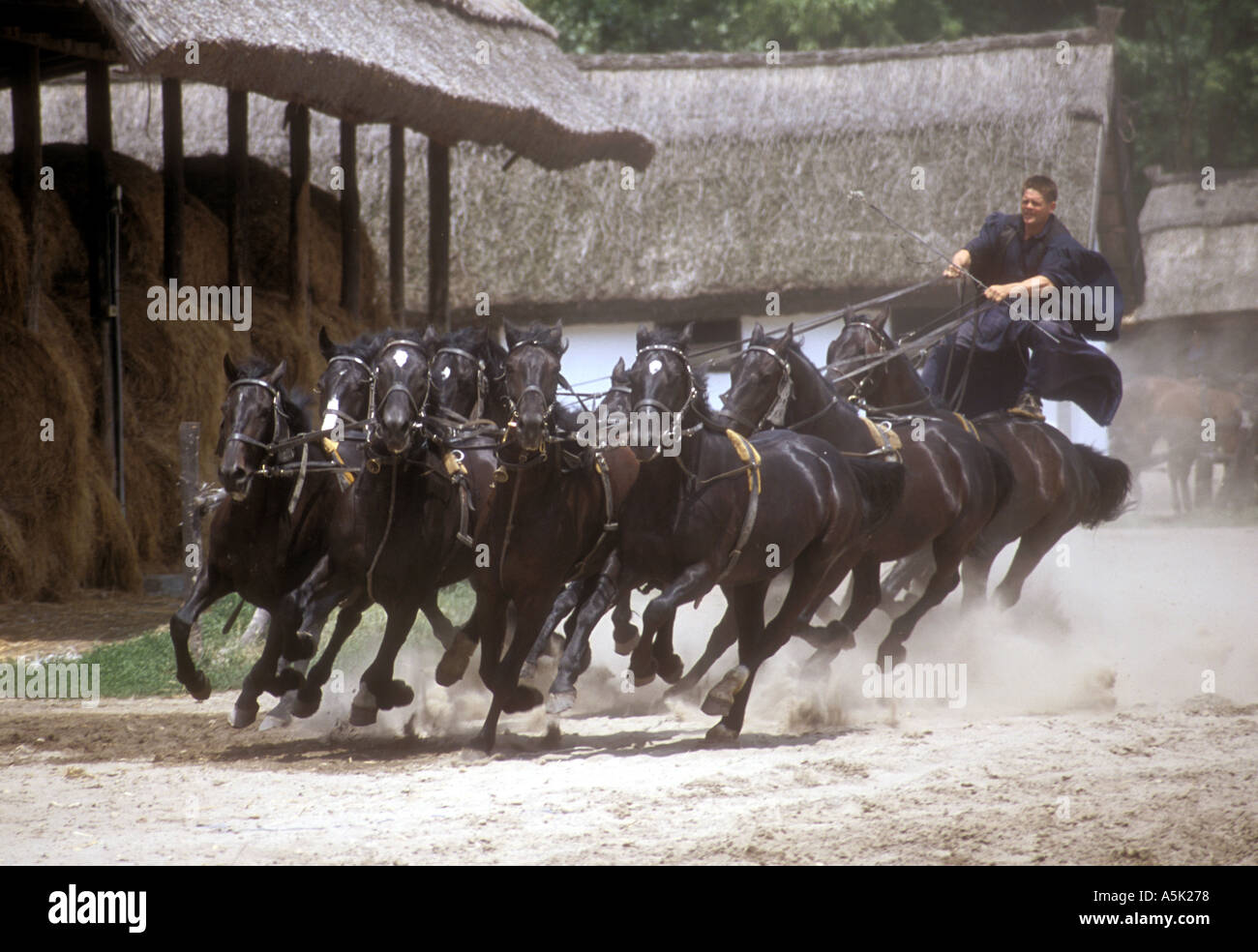 The ten horses hi-res stock photography and images - Alamy