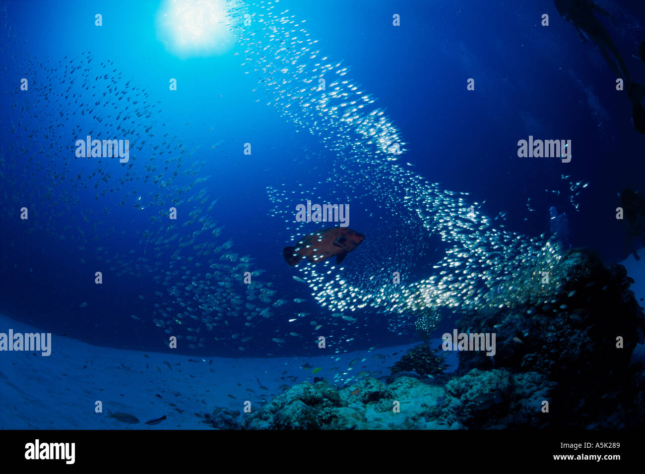 Underwater scene okinawa japan hi-res stock photography and images - Alamy