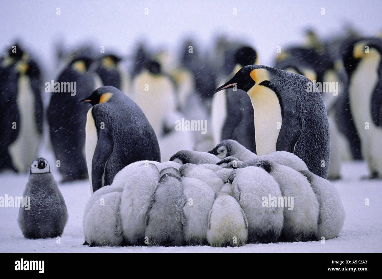 Emperor Penguin Chick Creche
