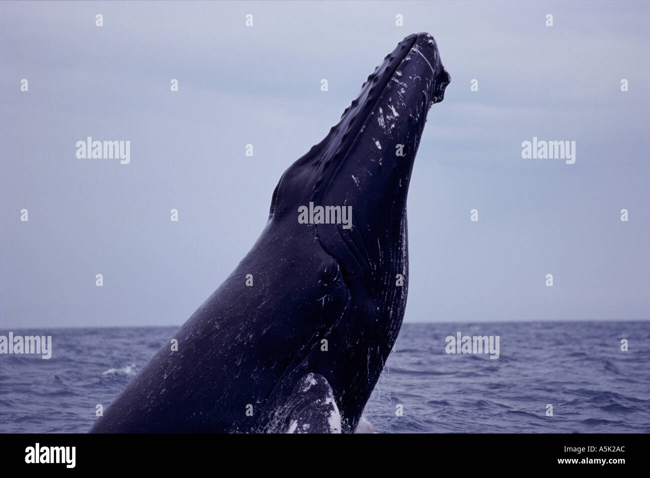 HUMPBACK WHALE DOMINICAN REPUBLIC Stock Photo - Alamy