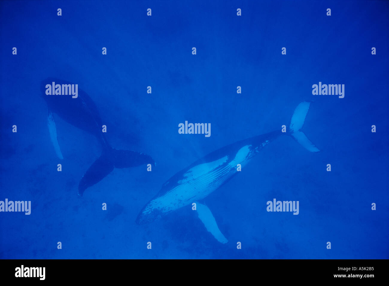 HUMPBACK WHALE DOMINICAN REPUBLIC Stock Photo - Alamy