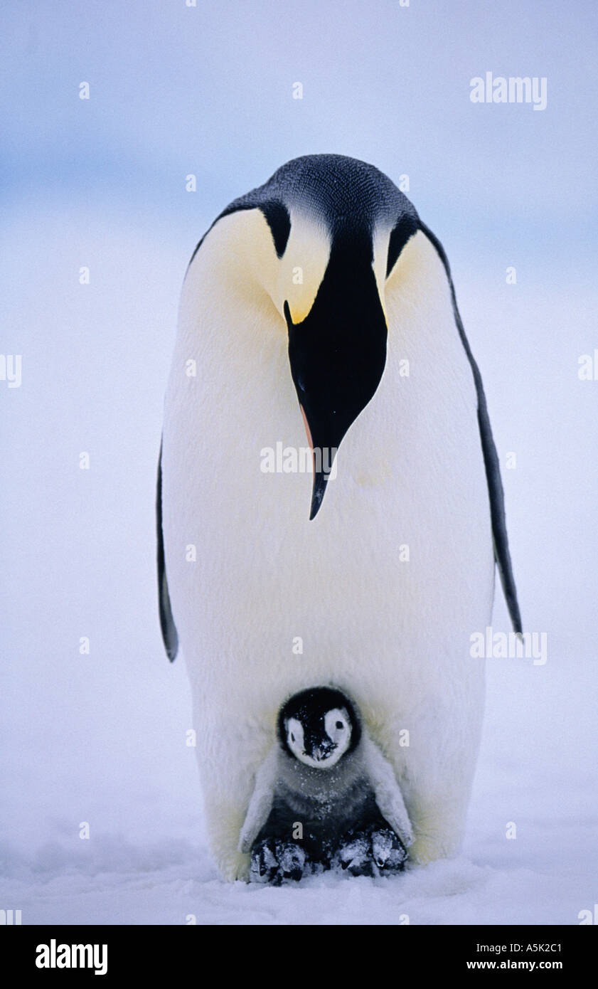 Emperor penguin breeding colony hi-res stock photography and images - Alamy