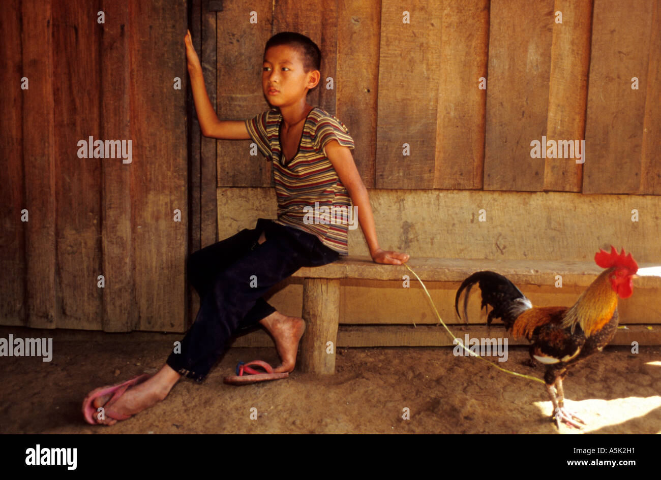 Laos boy with pet rooster Stock Photo - Alamy