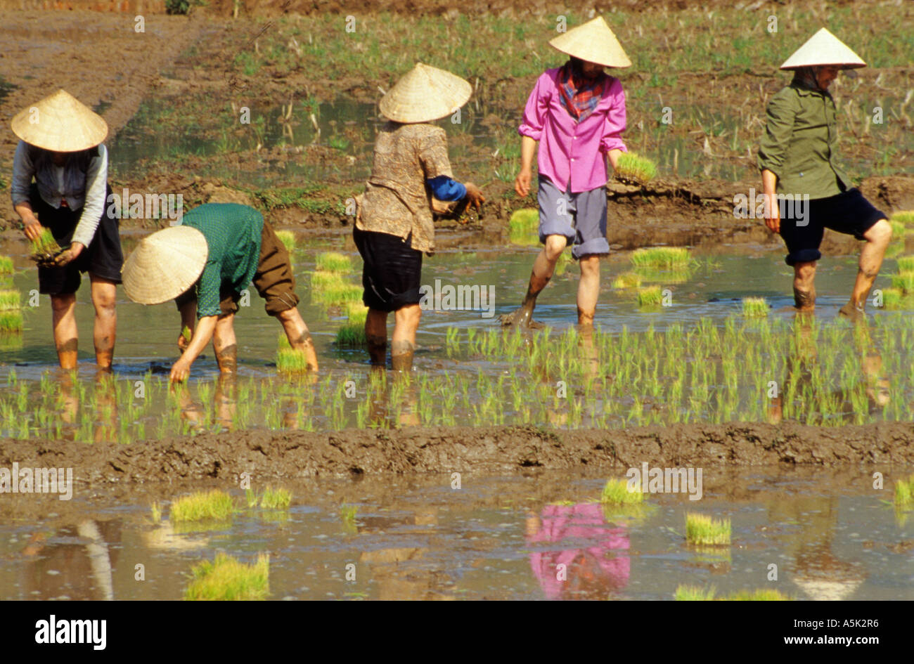 Rice Planters High Resolution Stock Photography and Images - Alamy