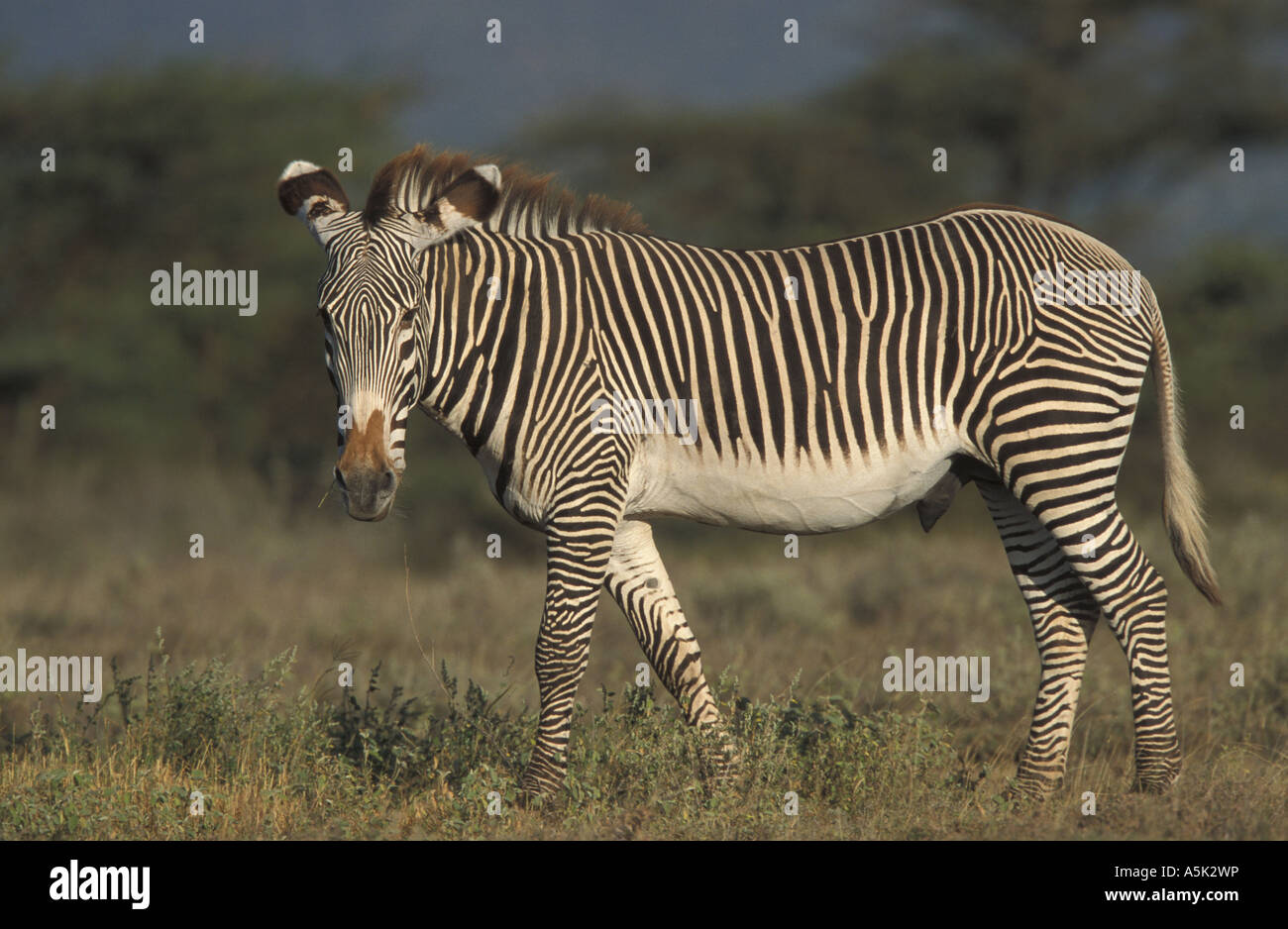 Grevy zebra hi-res stock photography and images - Alamy