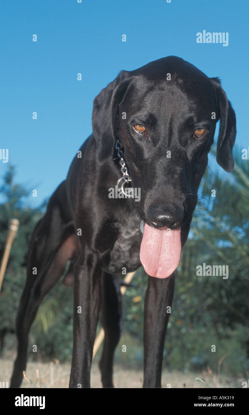 Black setter hi-res stock photography and images - Alamy